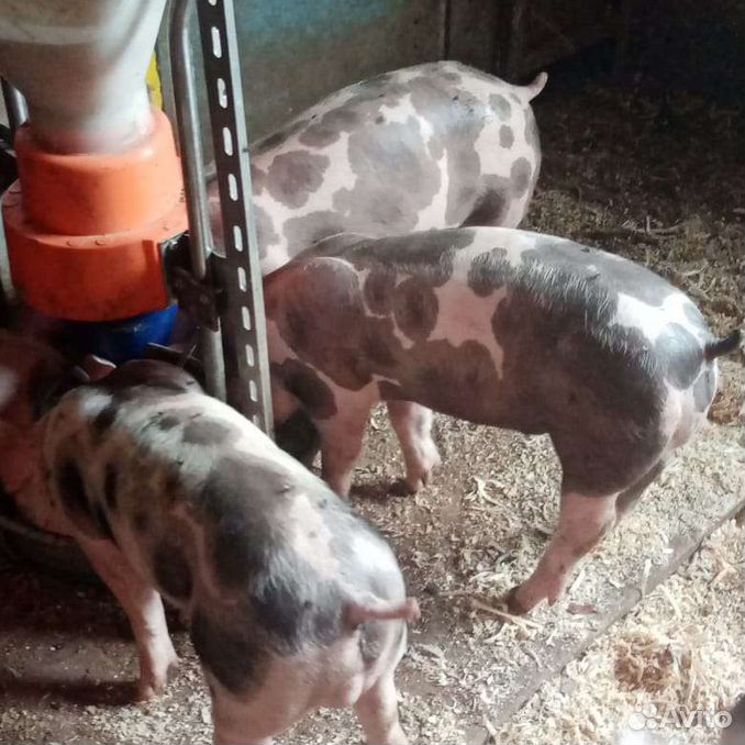 Поросята породы Пьетрен Макстер