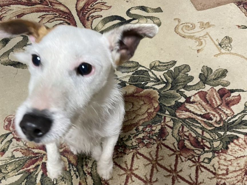 Найдена собака Джек-рассел-терьер