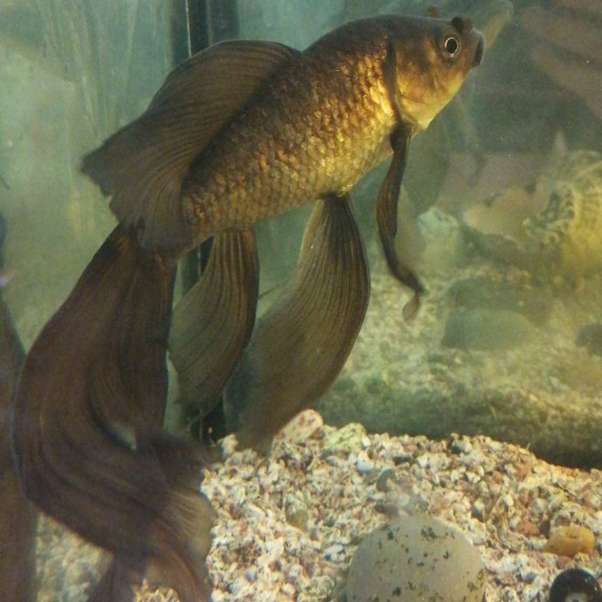 Аквариумные рыбки