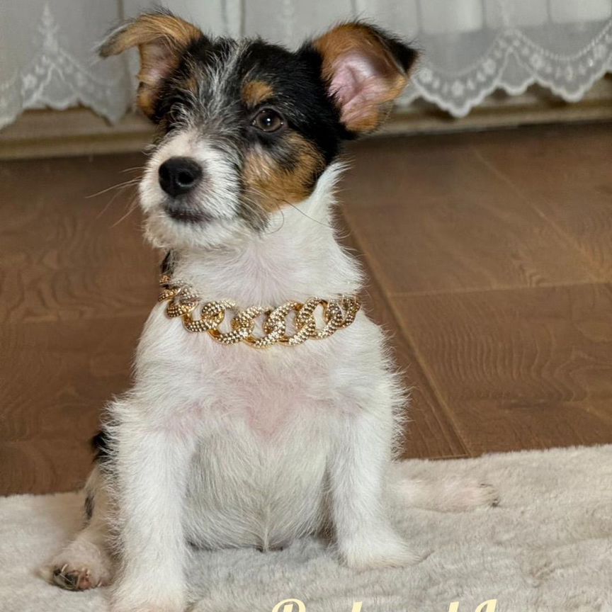 Щенки джек рассел терьер жесткошерстный