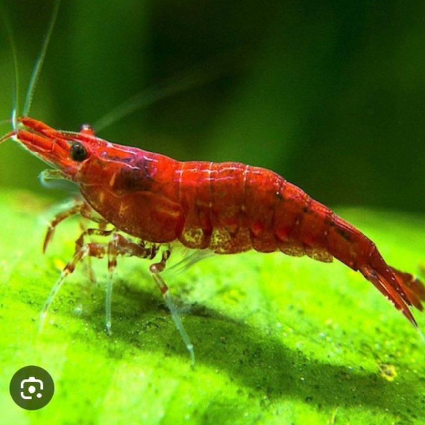 Креветки аквариумные, красные, обычные