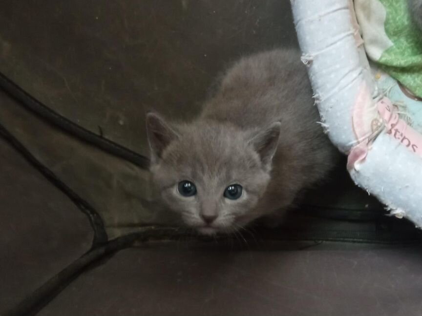 Котенок русская голубая