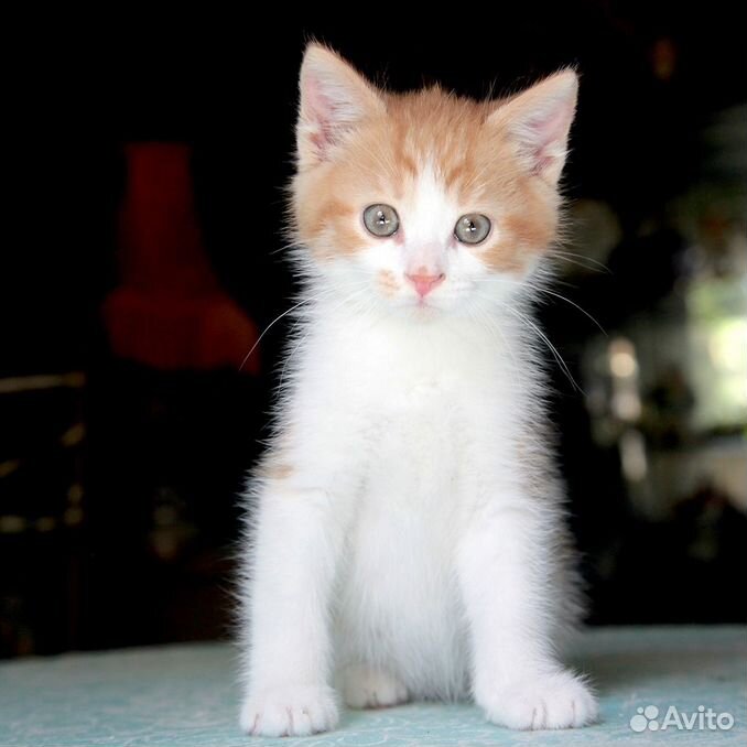 Яше очень нужен дом