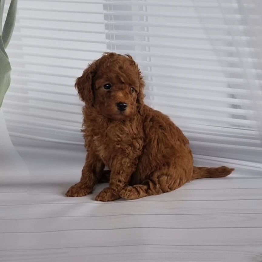 Той-пудель. тедди пудель