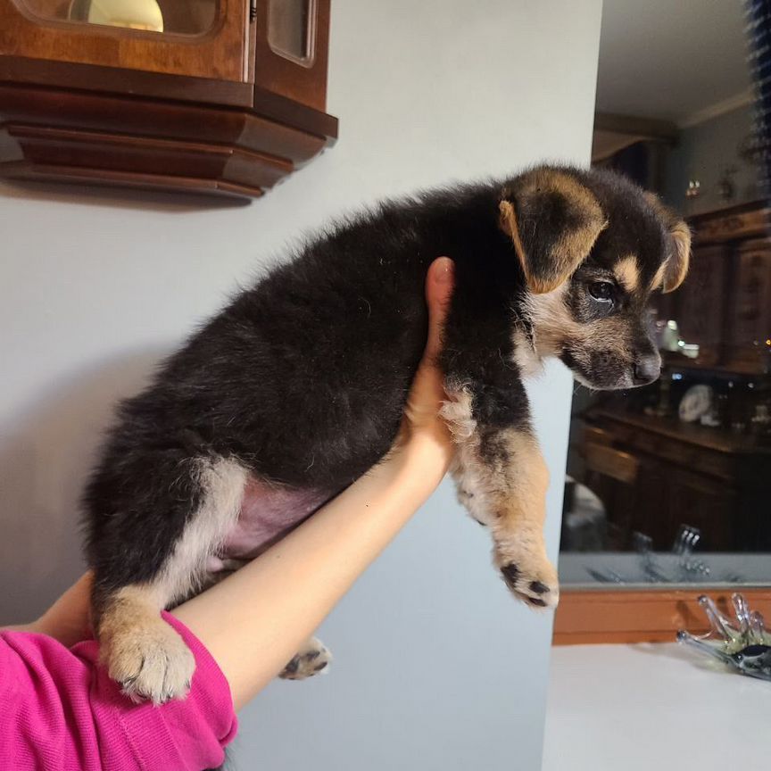 Метис овчарки в поисках дома. Бесплатно