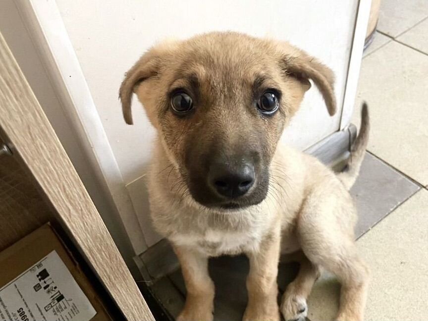 Милейший щенок в добрые руки бесплатно