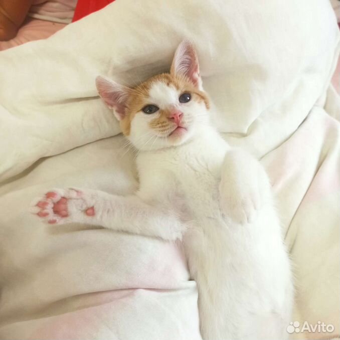 Котик Коржик ищет дом