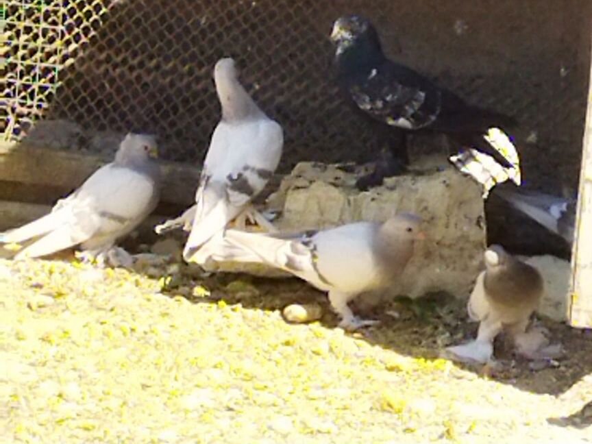 Голуби на продажу