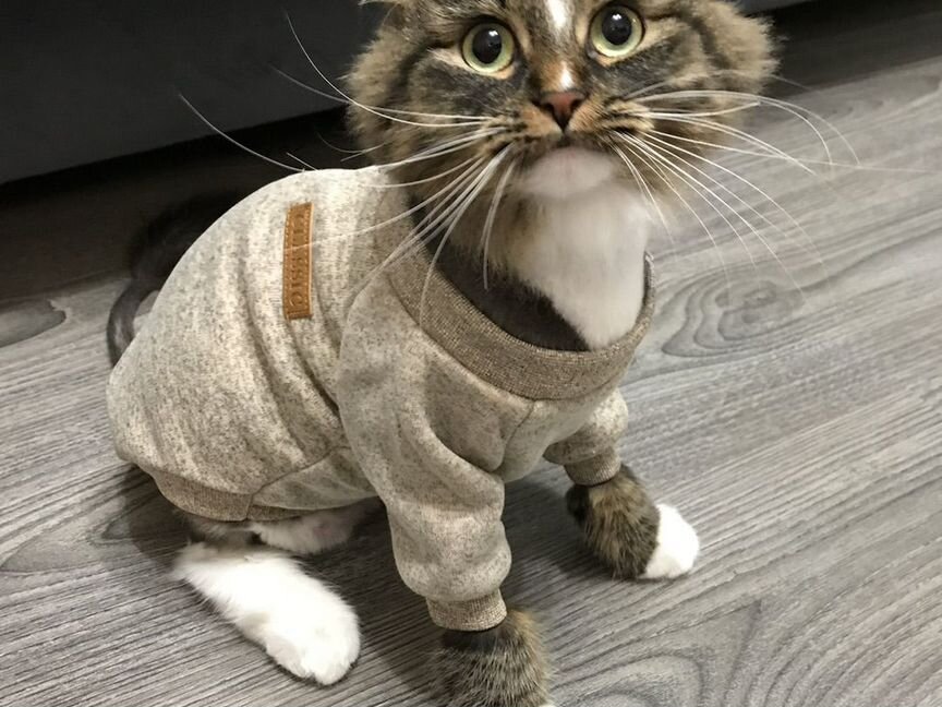 Одежда для кошек