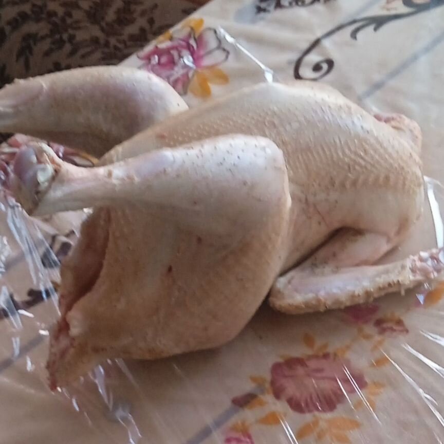 Петушки домашние