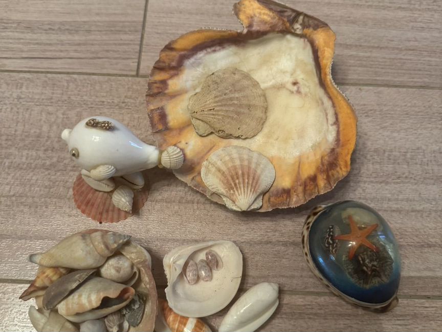 Ракушки для аквариума
