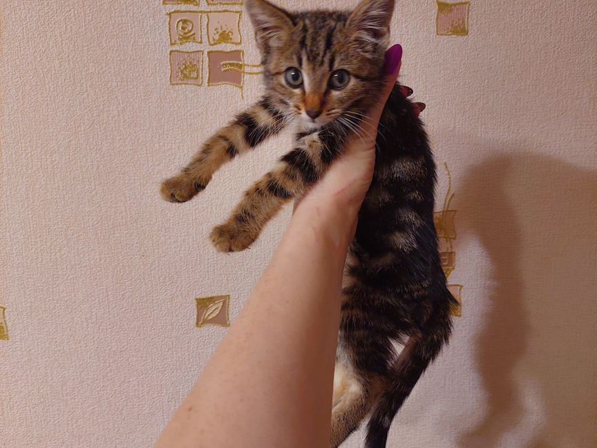 Котёнок Мальчик Мраморный