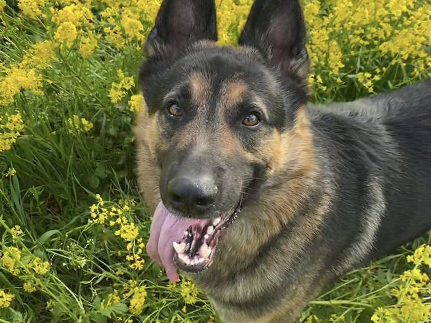 Собака в добрые руки вео