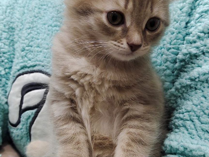 Котенок 2 месяца