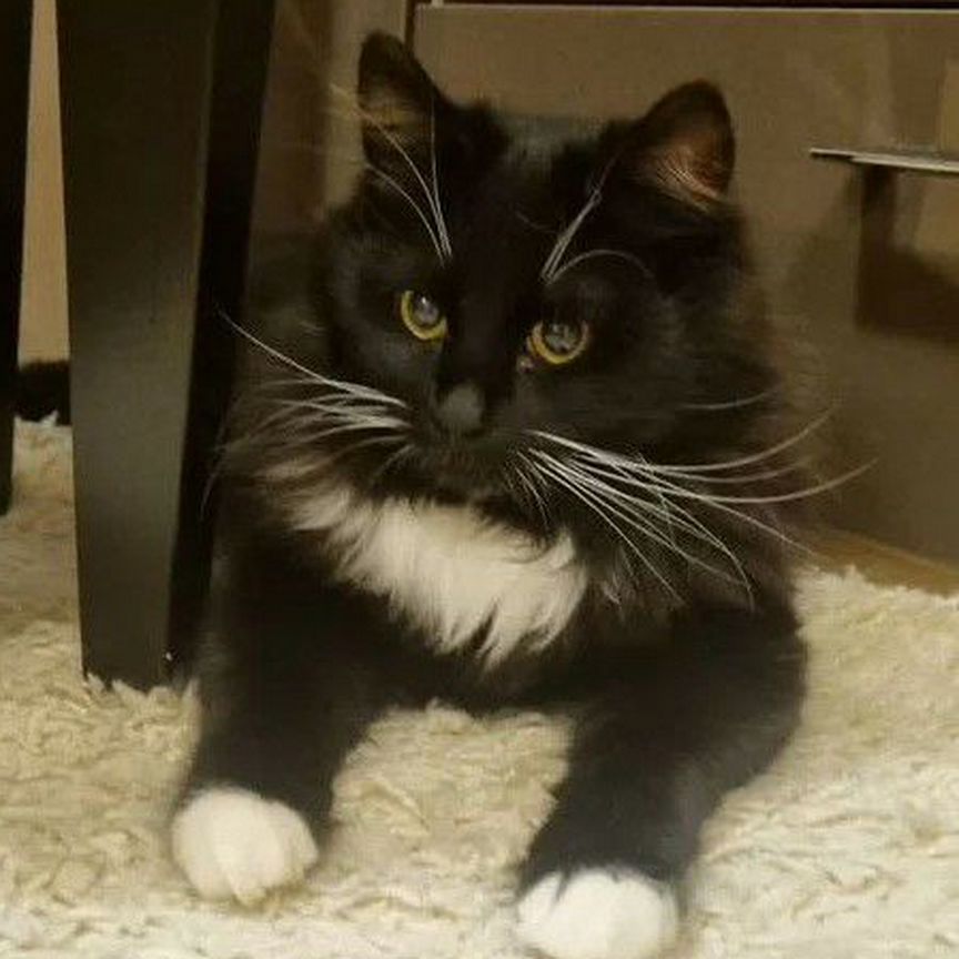 Домашний котик 6 мес. в добрые руки