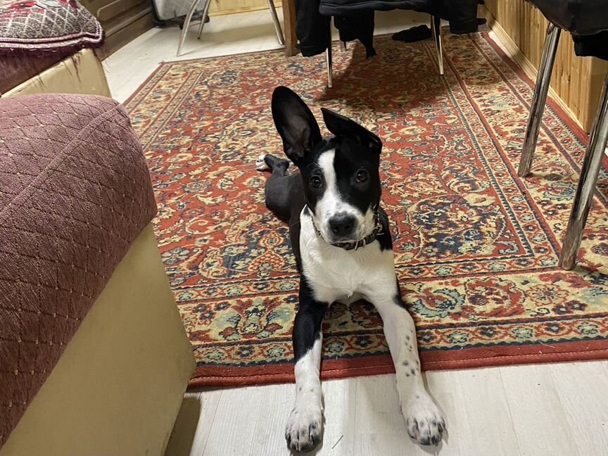 Щенок в добрые руки бесплатно