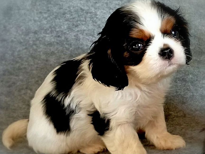 Кавалер Кинг Чарльз Спаниель девочка