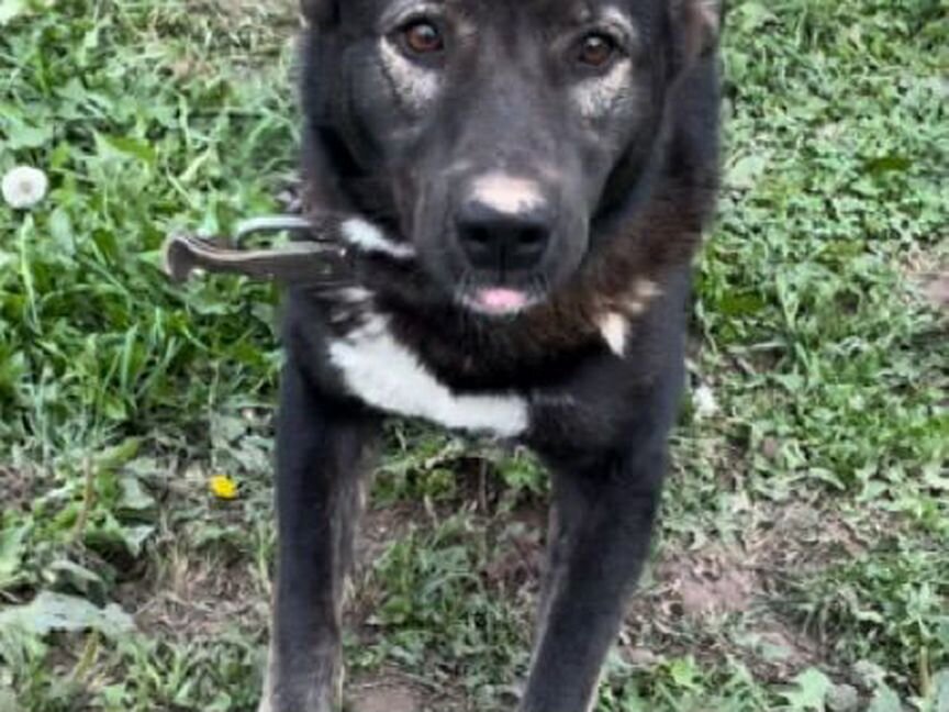 Собаки бесплатно