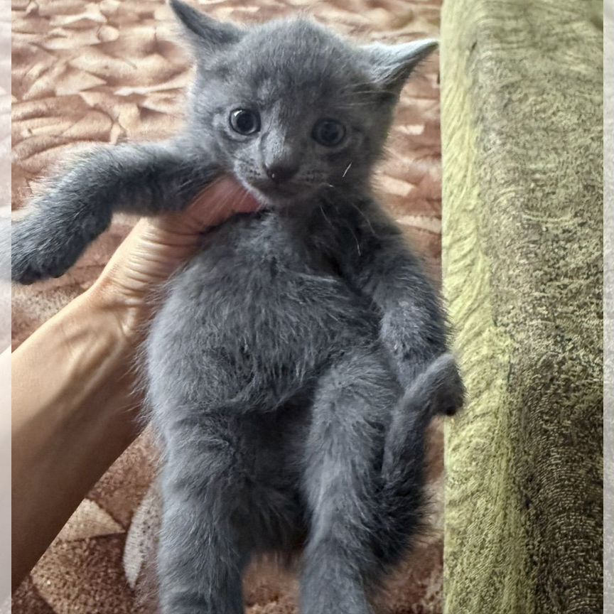 Котята в добрые руки бесплатно