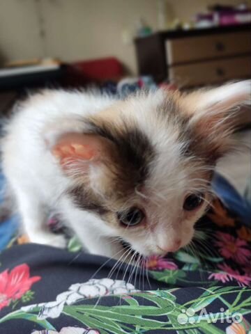 Кошечка на счастье