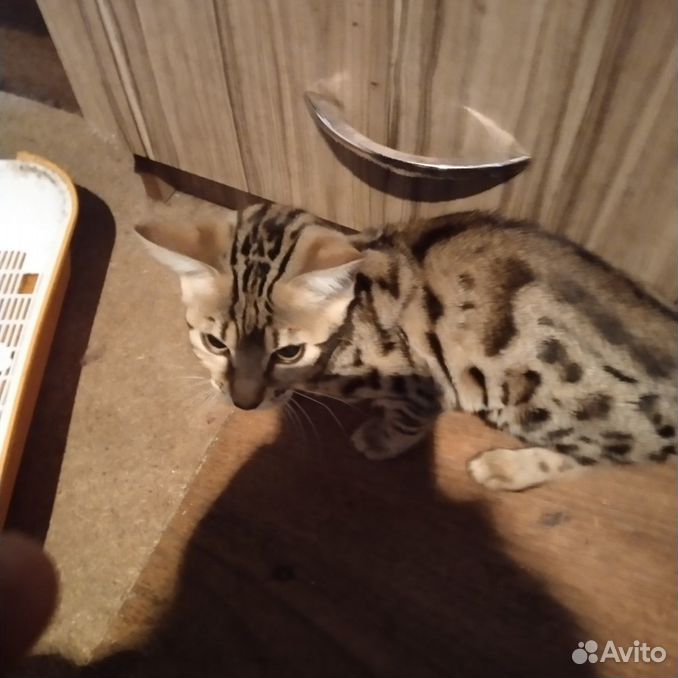 Котенок Саванна F4