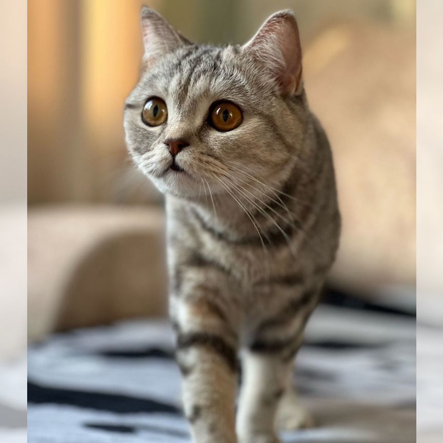 Кошка шотландская