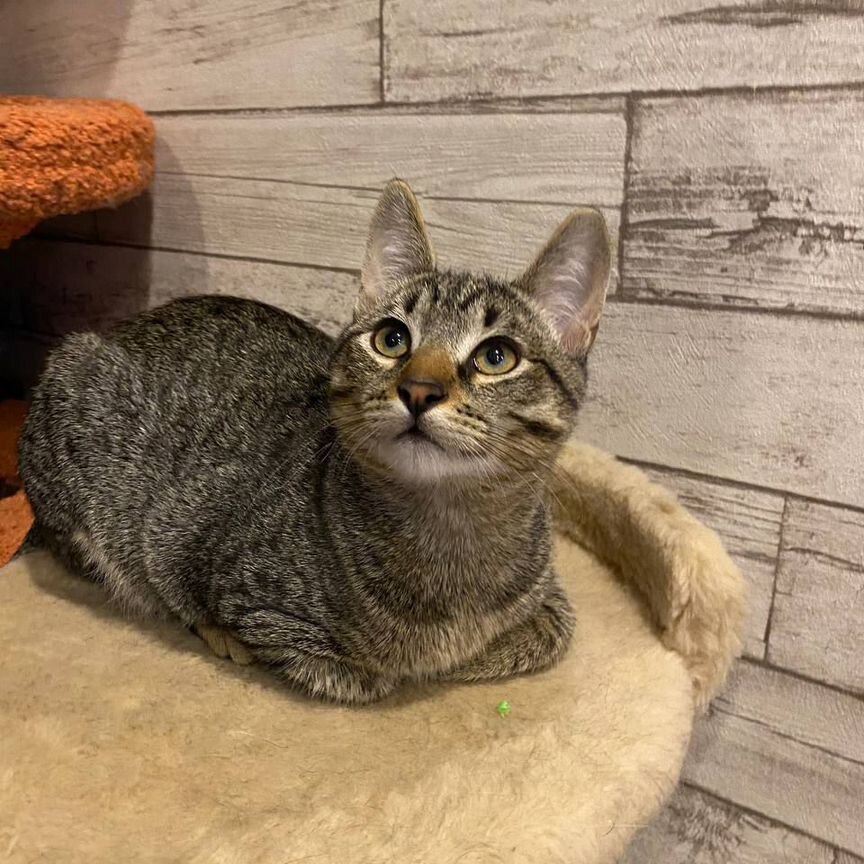 Котенок подросток