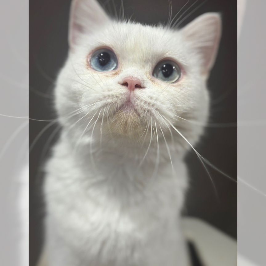 Шотландская прямоухая короткошёрстная, взрослая кошка