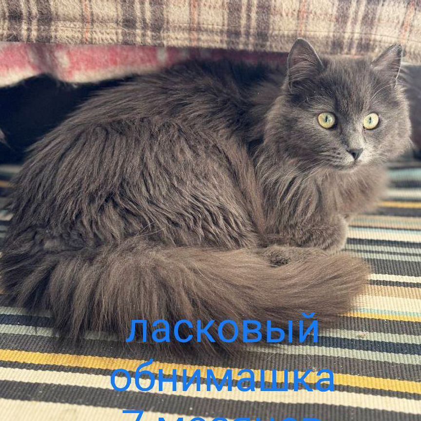 Нибелунг котёнок