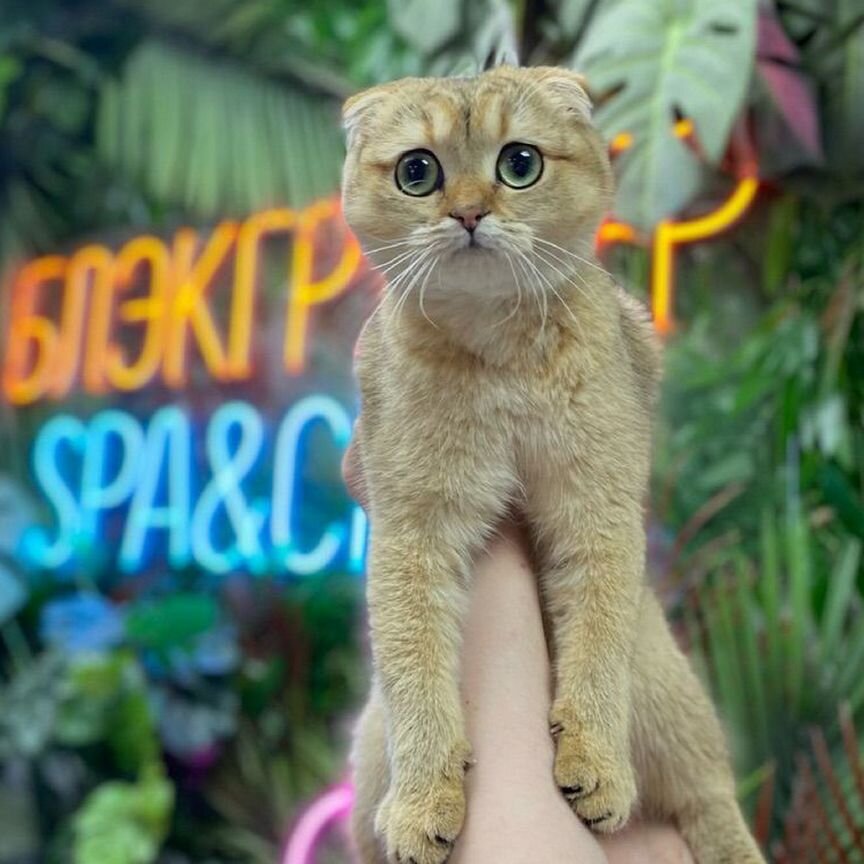 Шотландская вислоухая кошка