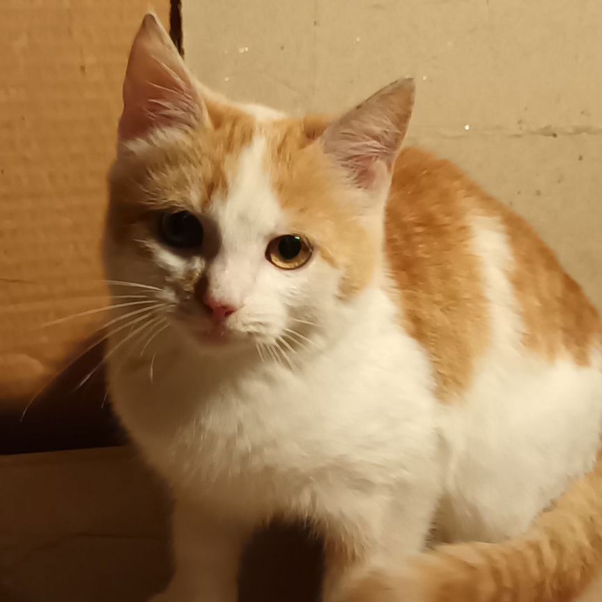 Котята в добрые руки бесплатно