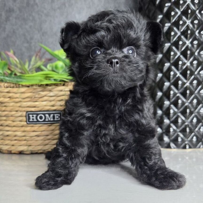 Мальтипу, щенок