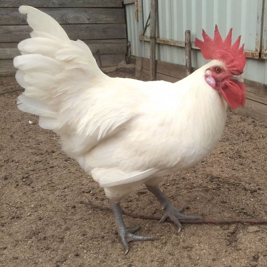 Куры, цыплята Брестгальские