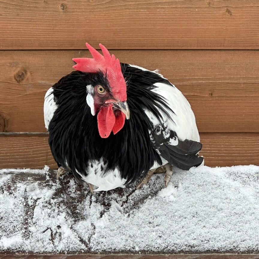 Петух лакенфельдер