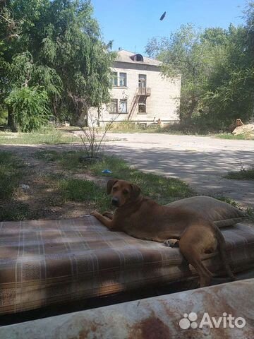 Собака в добрые руки помесь с курцхааром