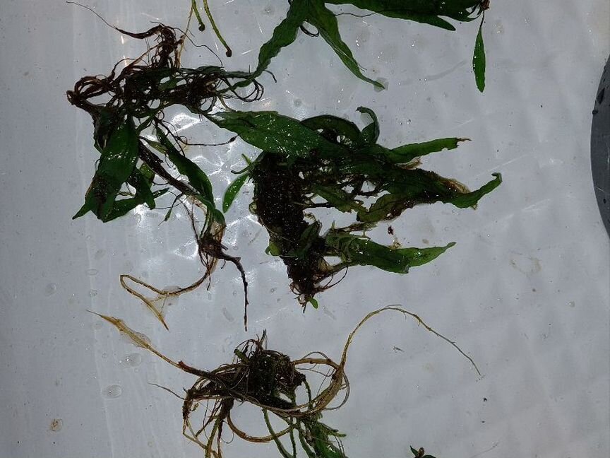 Аквариуме растения