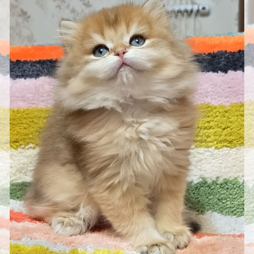 Британский длинношёрстный котёнок