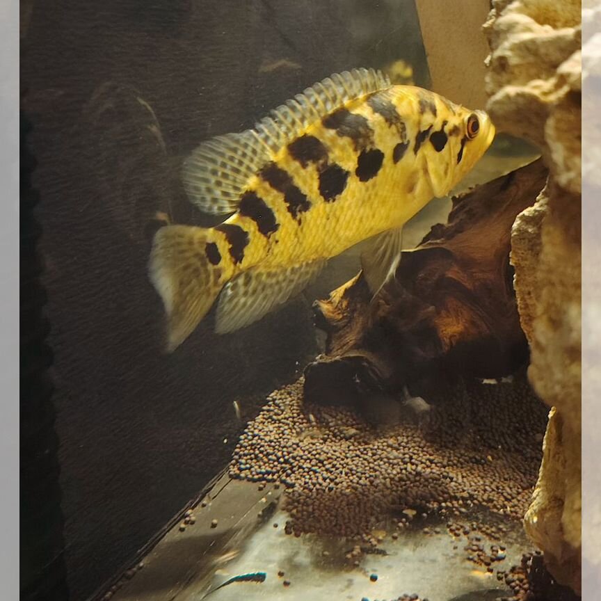 Манагуанская цихлазома