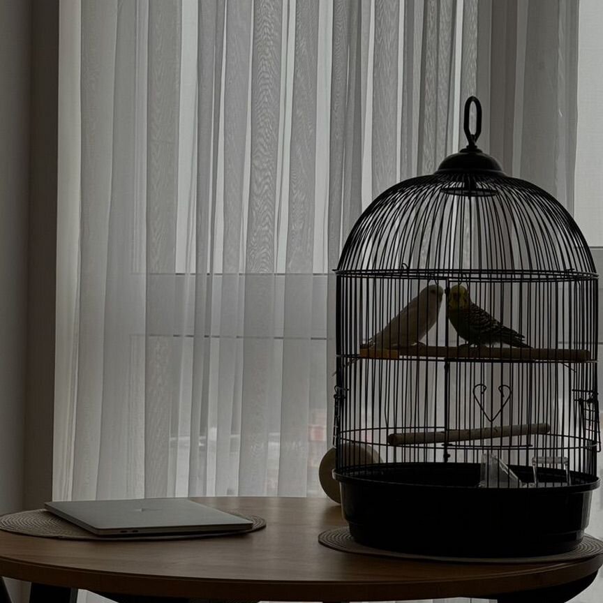 Попугаи волнистые с клеткой