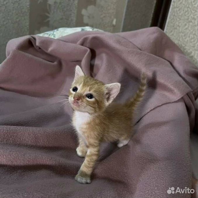 Котенок ищет надежную семью