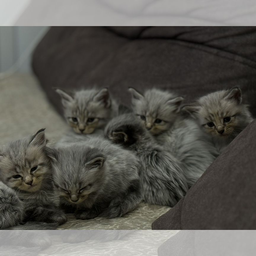 Котята мейн-кун