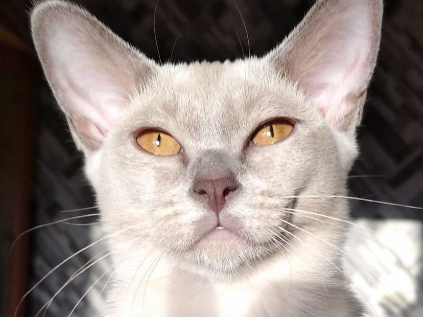 Бурманская кошка