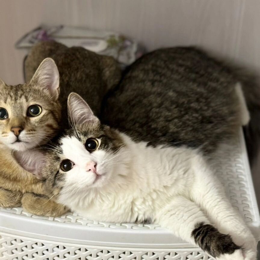 Котики подростки в добрые руки