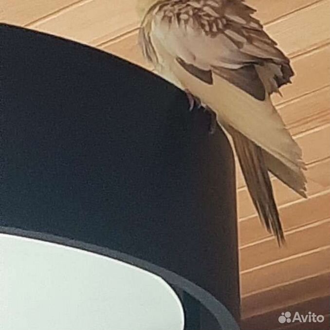 Нашли попугая