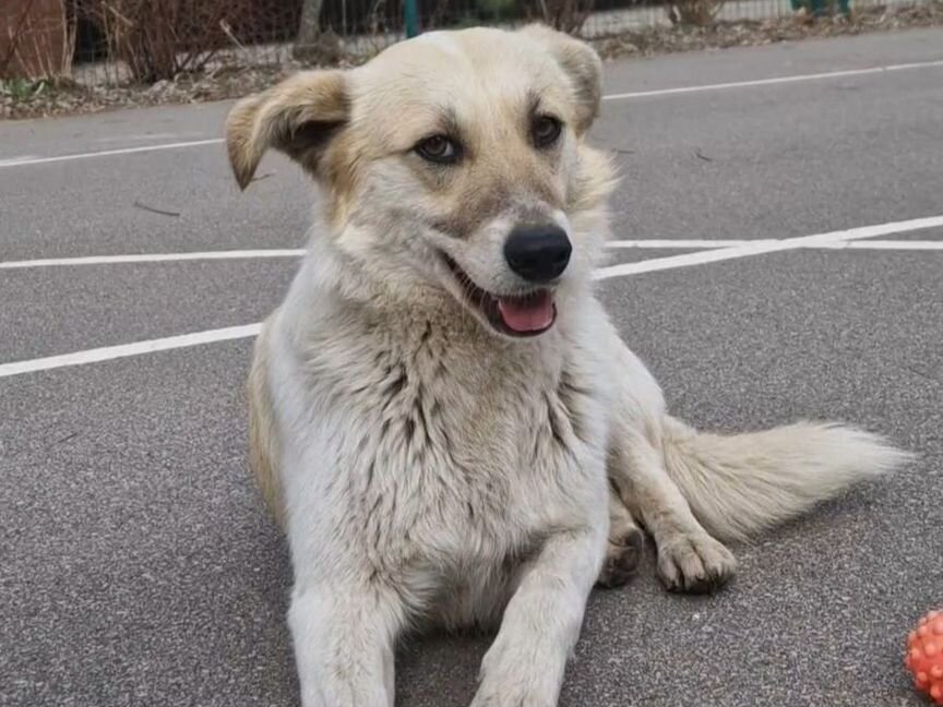 Забавный пёсик ищет дом