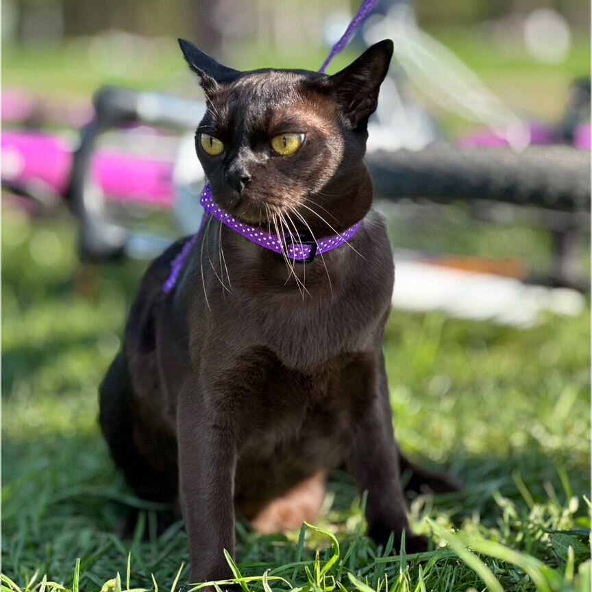 Американская бурманская кошка, взрослая