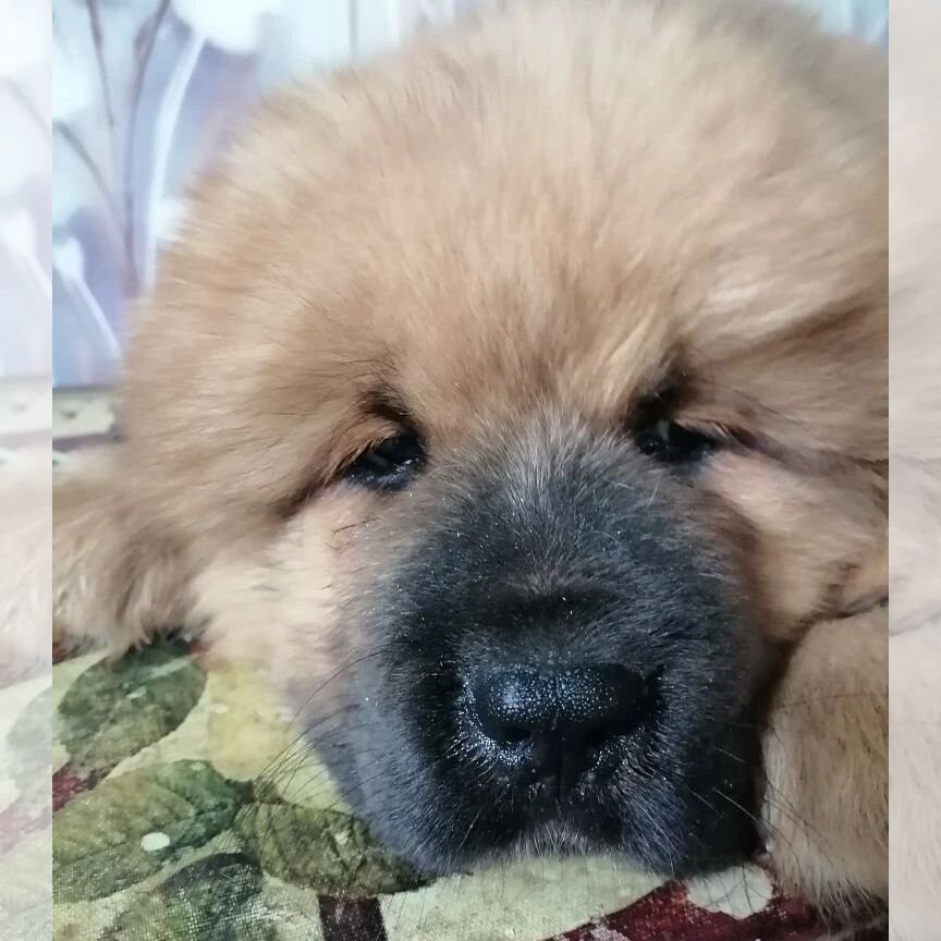 Тибетский мастиф, щенок