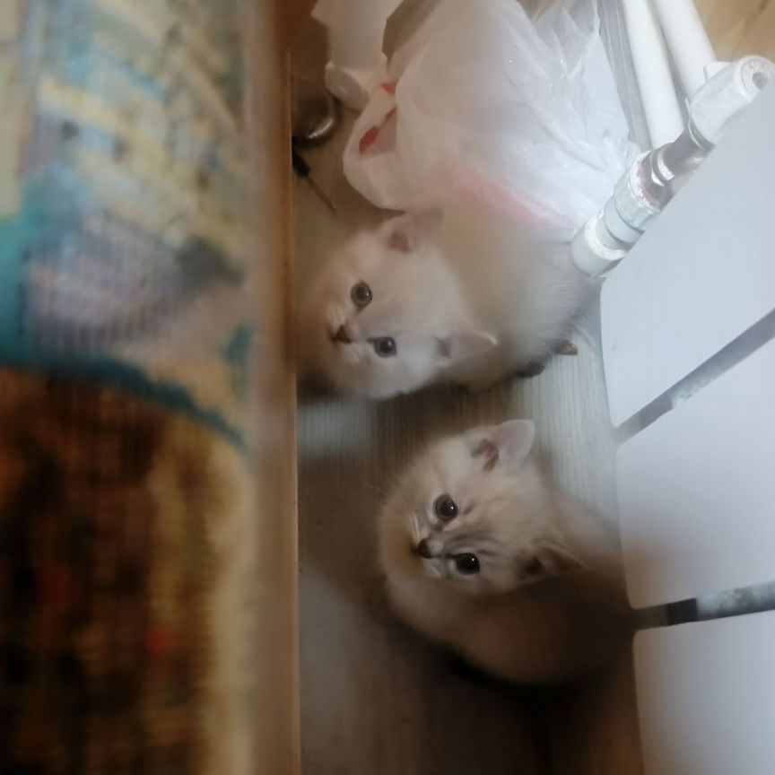 Котята в добрые руки бесплатно