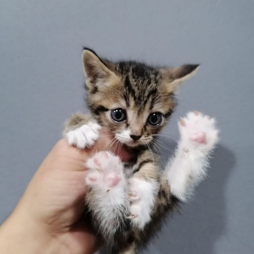 Британские котята
