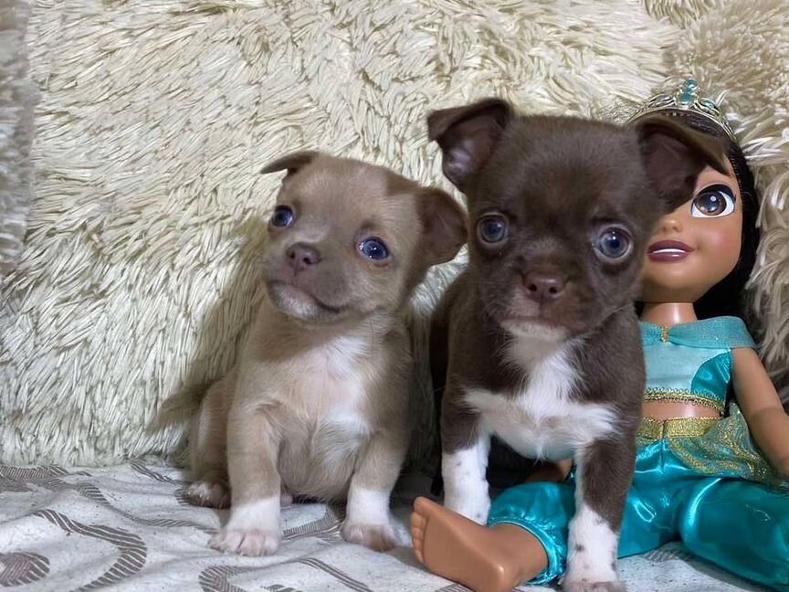 Чихуахуа щенок мальчик шоколадный